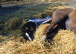 How are Foals Cared for at Birth? - Countryside